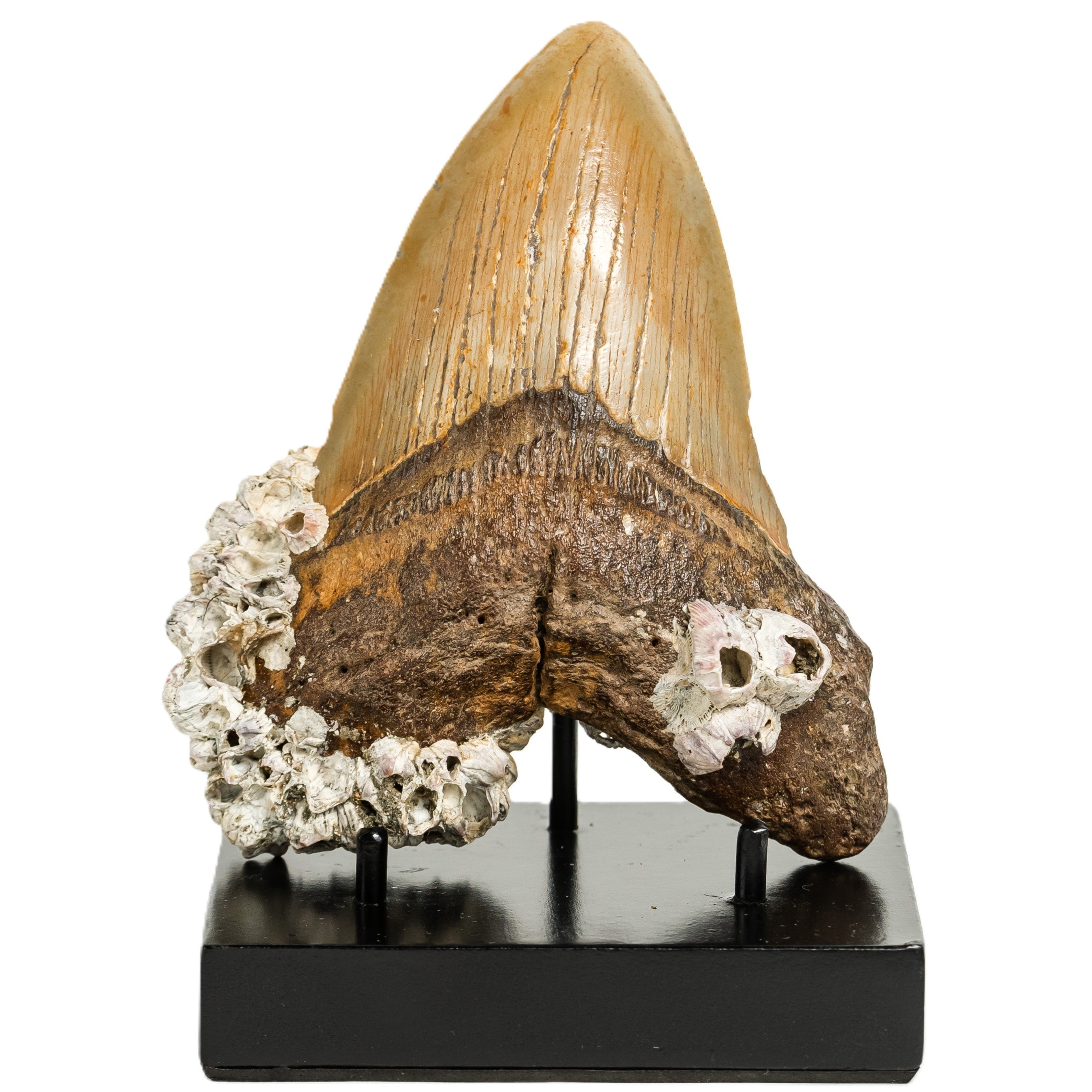 Fossils – Houston Museum of Natural Science