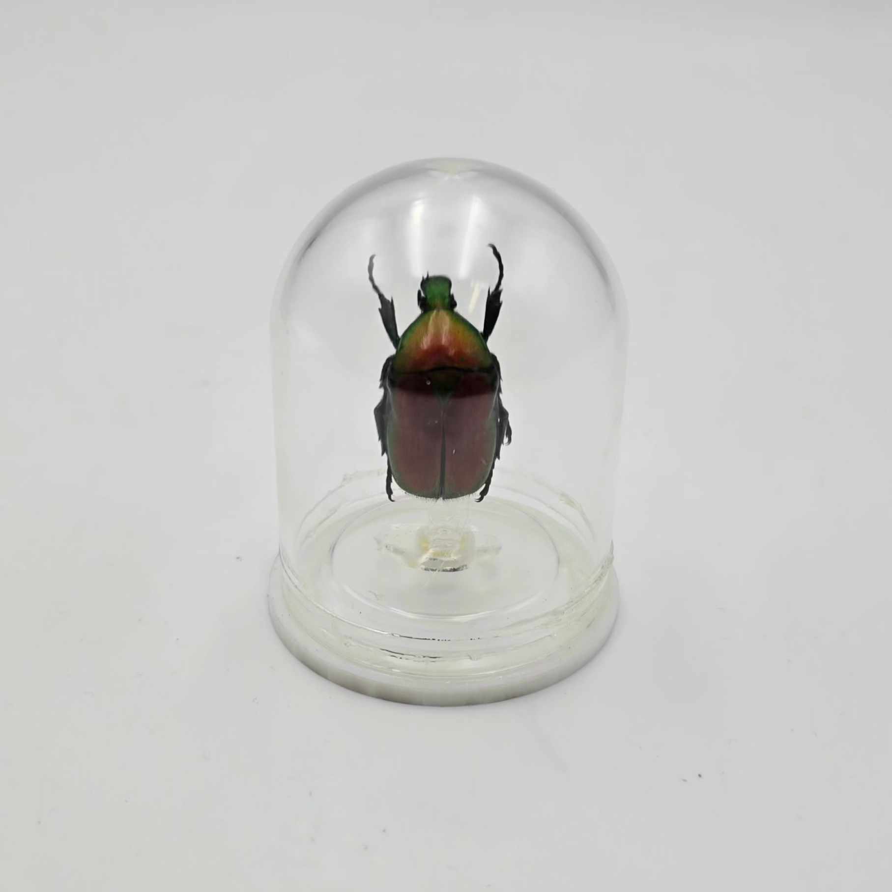 Red Metallic Flower Beetle Mini Bell Jar – Houston Museum of Natural ...