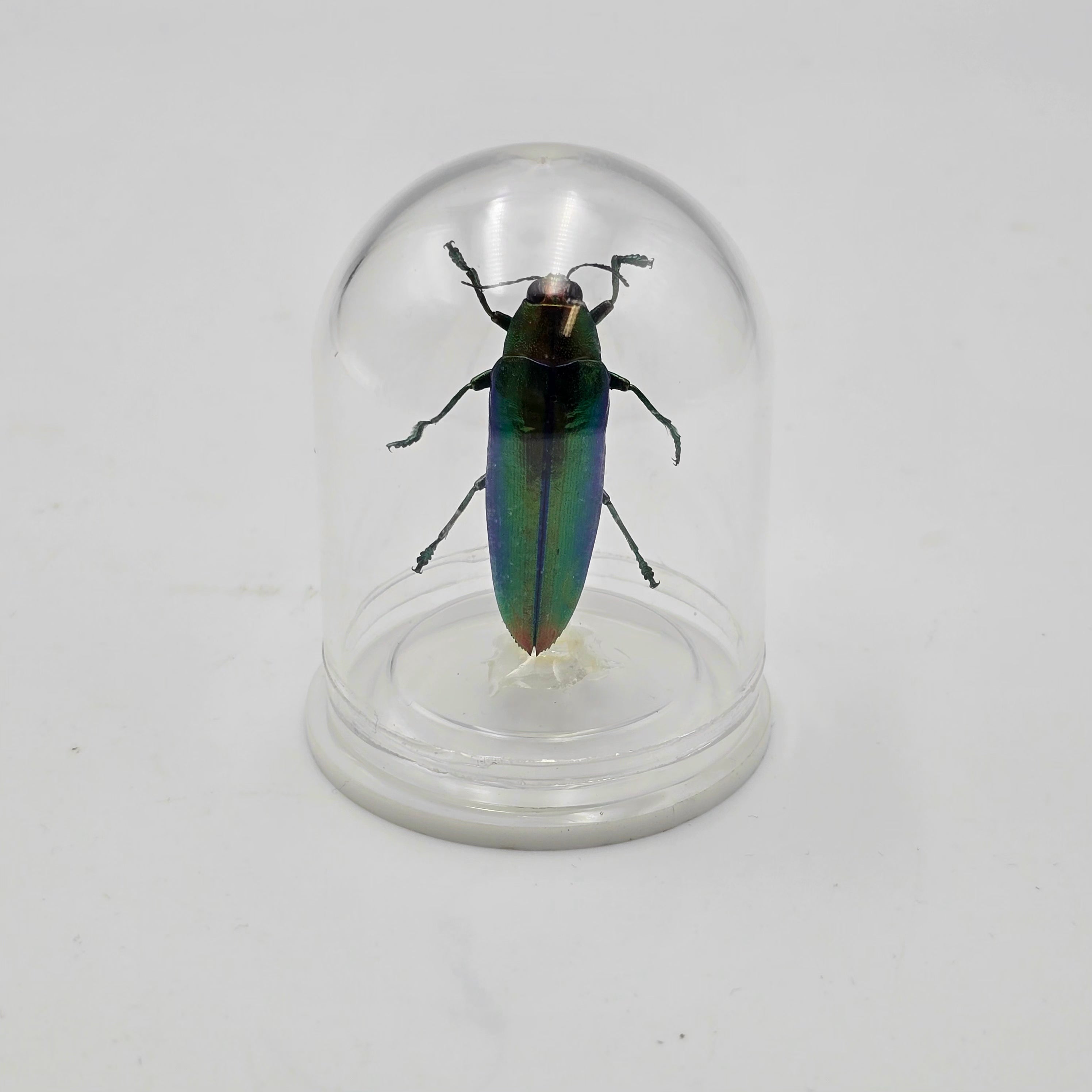 Jewel Beetle Mini Bell Jar – Houston Museum of Natural Science