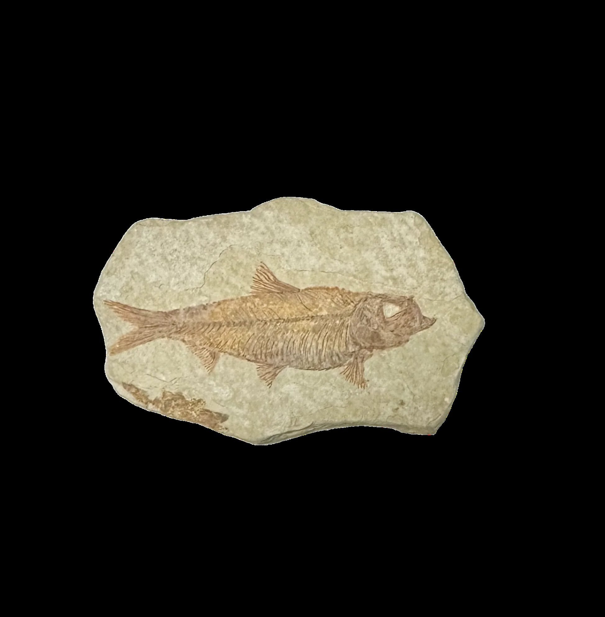 Knightia Fish Fossils from Green River Formation – Houston Museum of ...