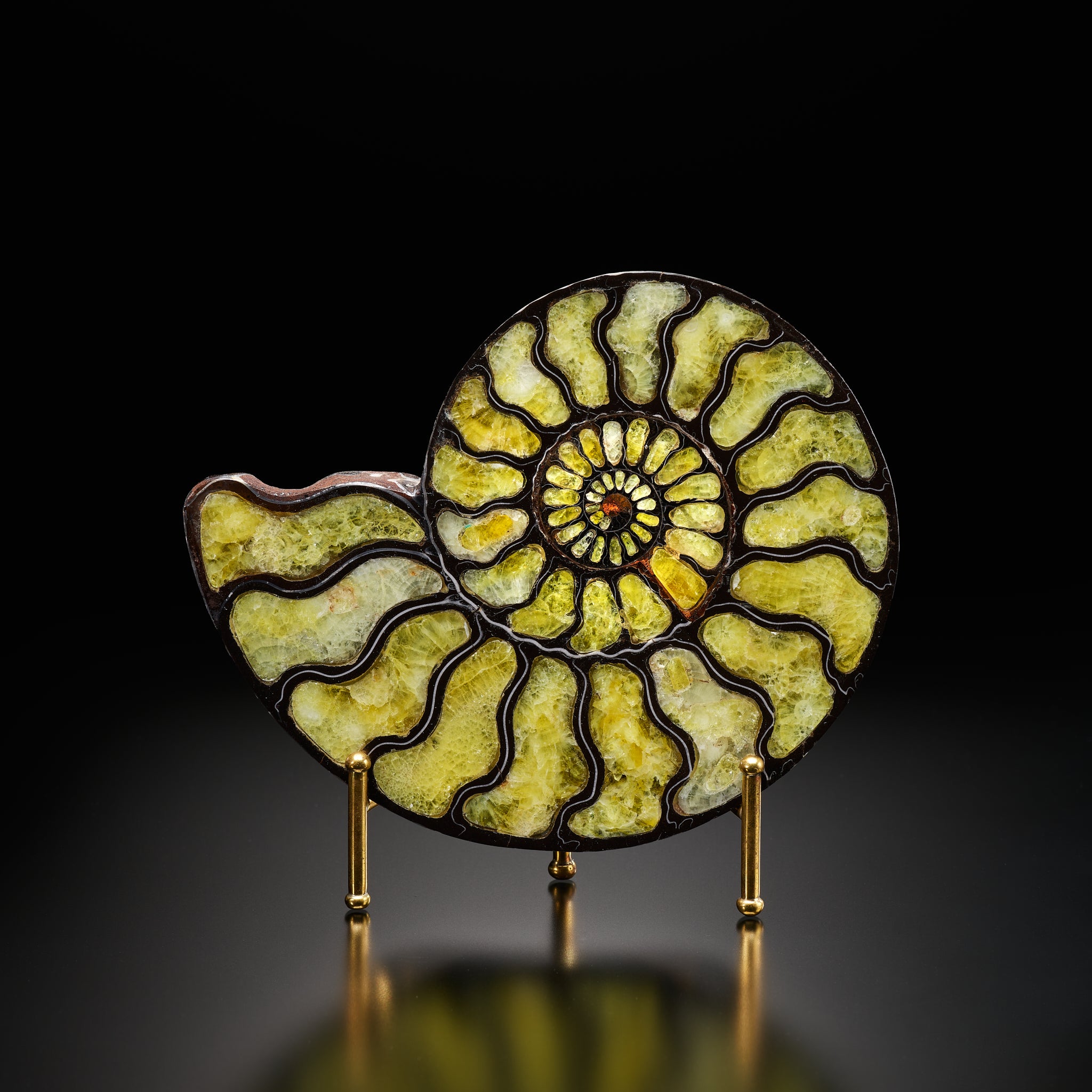 Ammonite with Brucite Inlay, 14.8cm – Houston Museum of Natural Science
