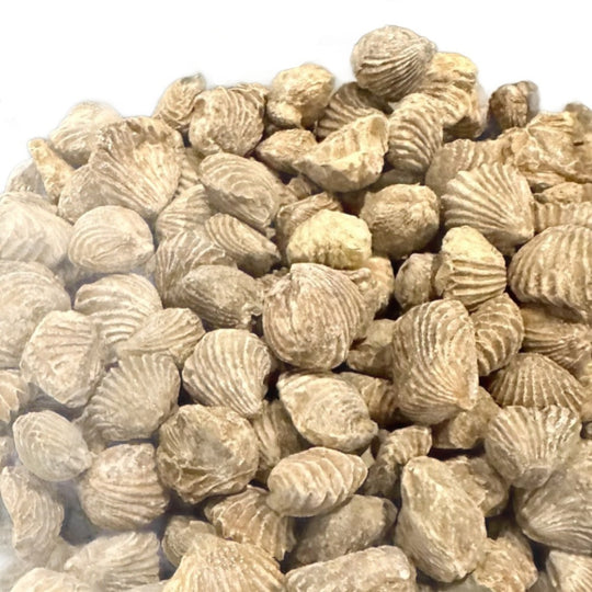 Exhibits – Tagged "Fossils"– Houston Museum of Natural Science