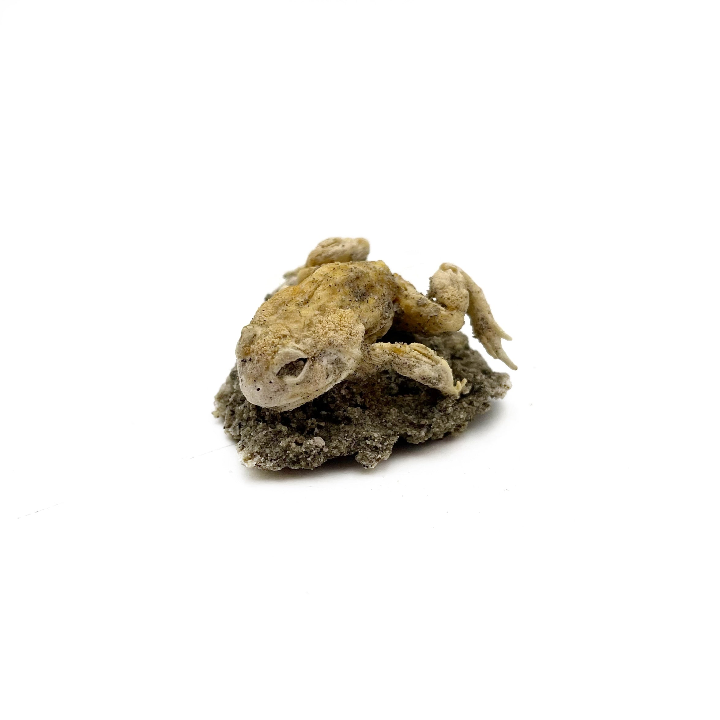 Trona after Frog (Petrified) – Houston Museum of Natural Science