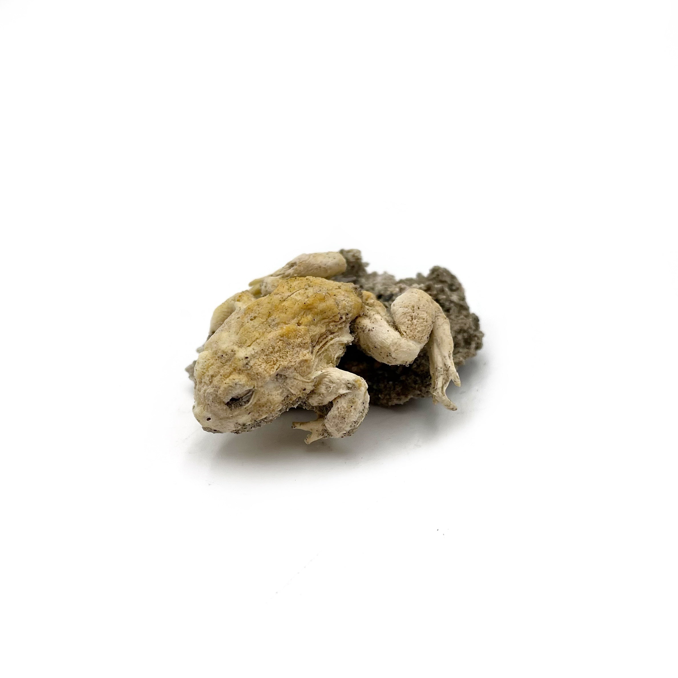 Trona after Frog (Petrified) – Houston Museum of Natural Science