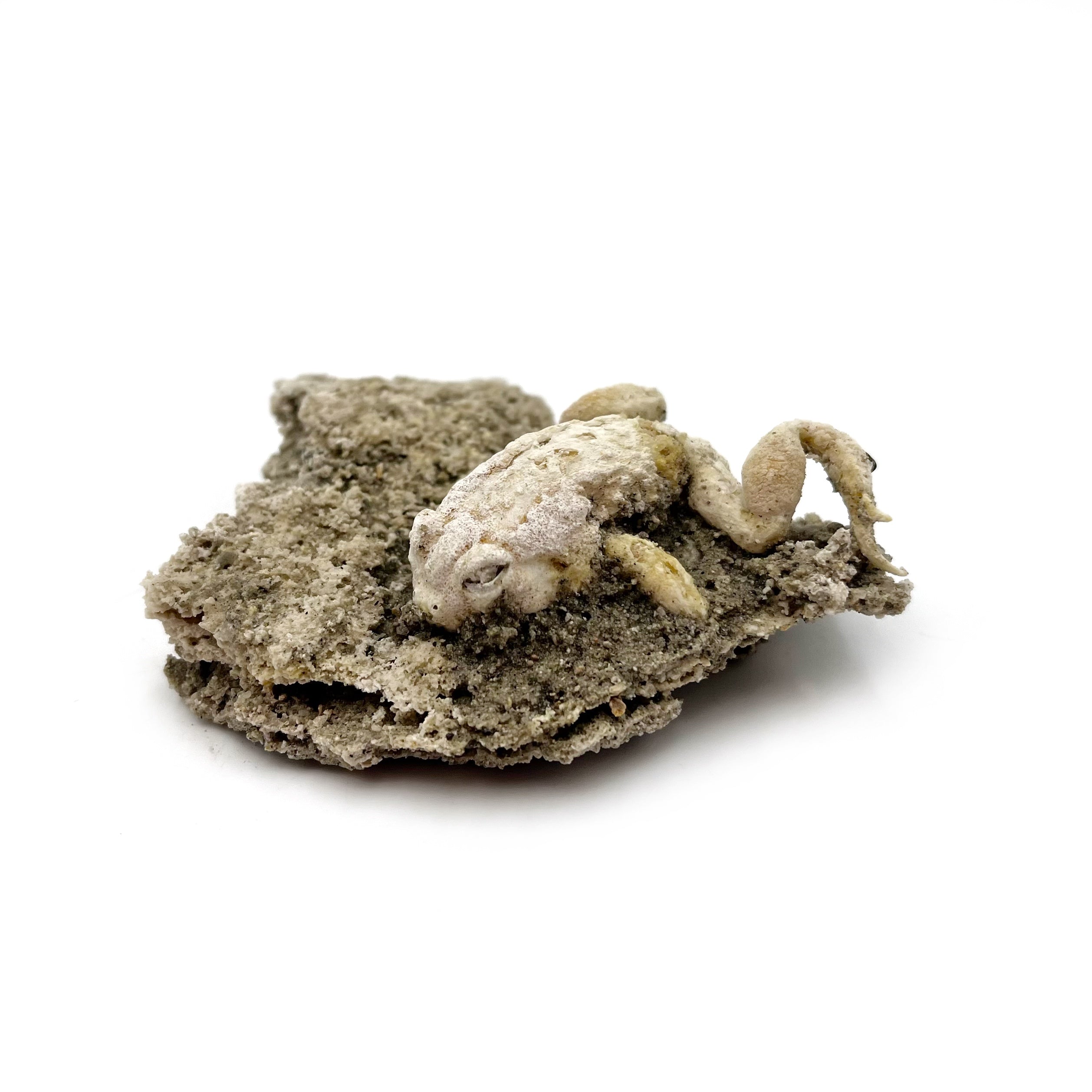 Trona after Frog (Petrified) – Houston Museum of Natural Science