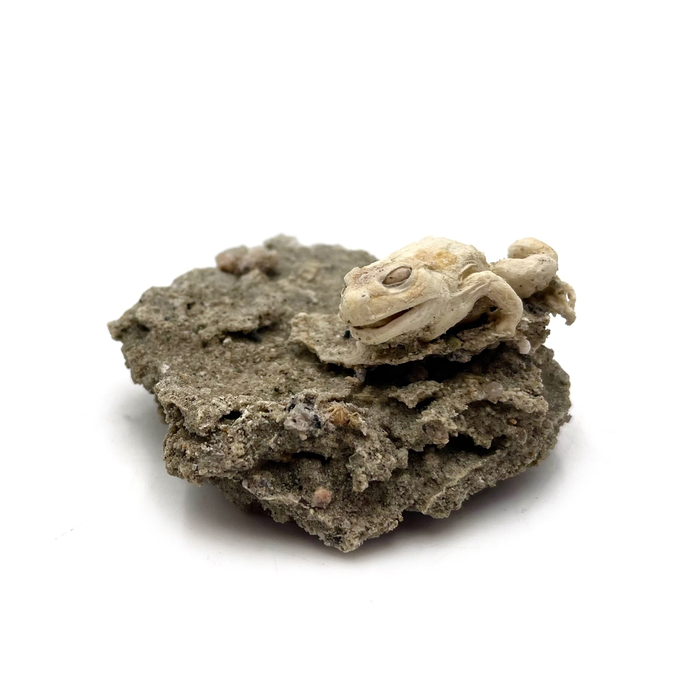 Trona after Frog (Petrified) – Houston Museum of Natural Science