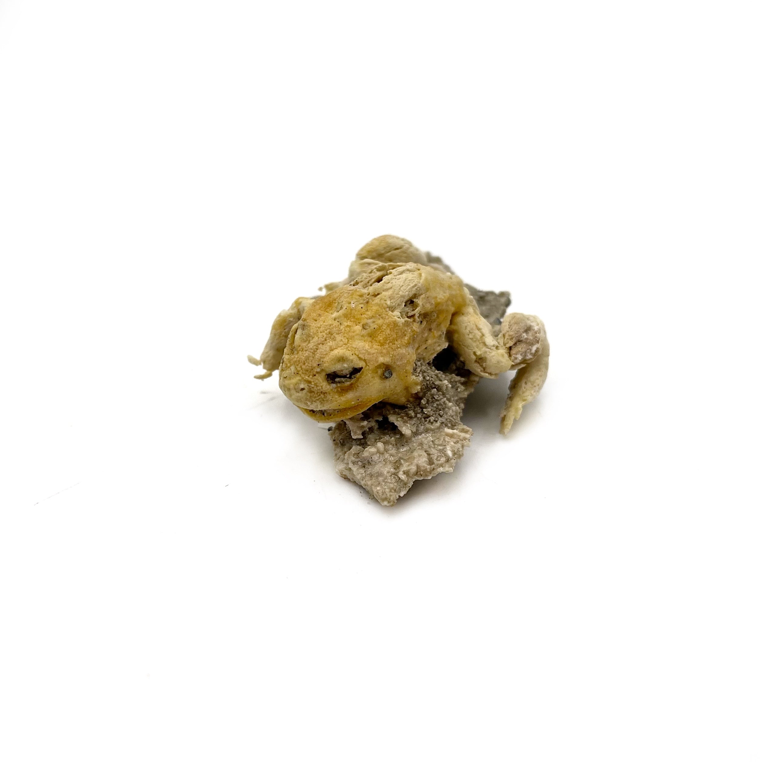 Trona after Frog (Petrified) – Houston Museum of Natural Science