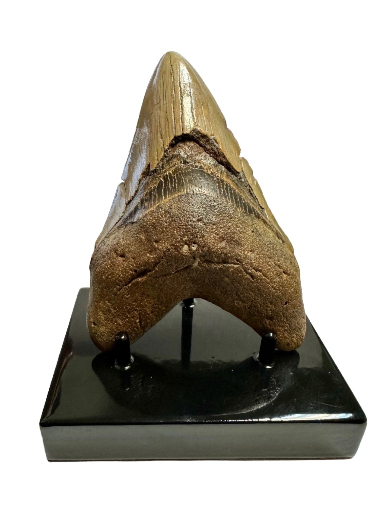 5" Megalodon Tooth – Houston Museum of Natural Science