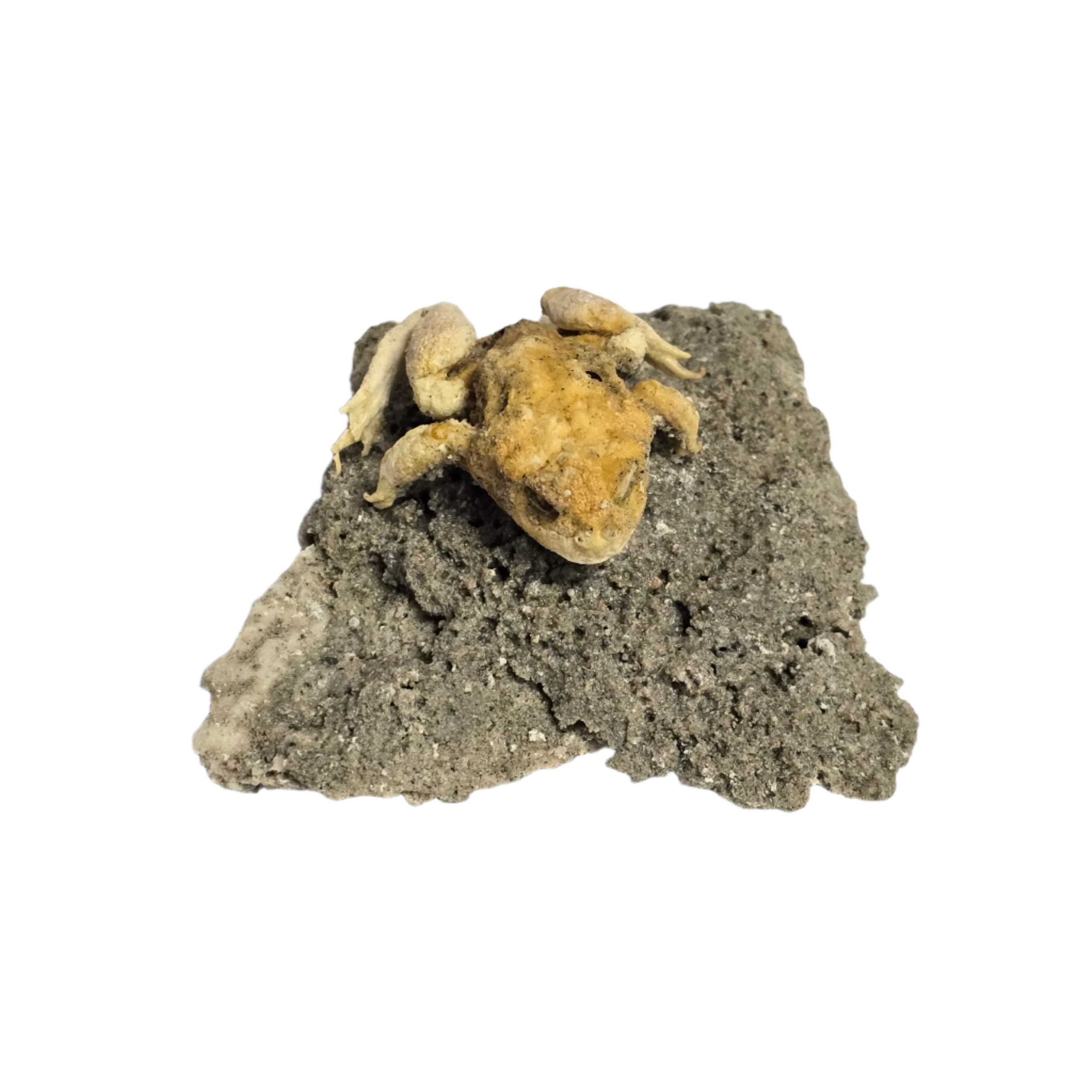Trona after Frog – Houston Museum of Natural Science